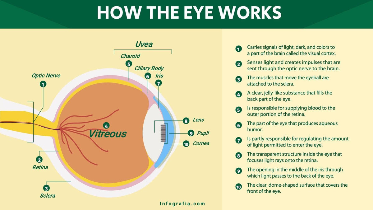 How the Eye Works Anatomy Infographic Template – Infografolio