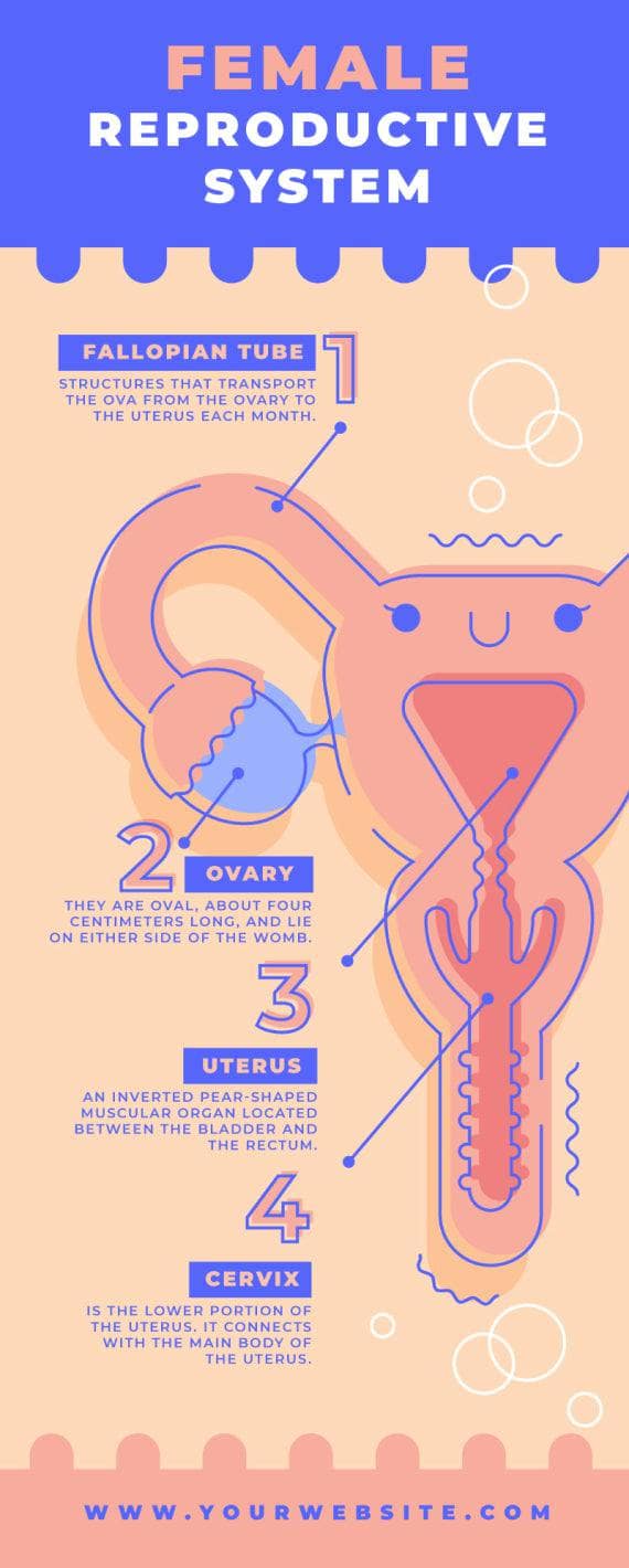Violet Female Reproductive System Anatomy Infographic Template ...