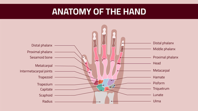 Anatomy Slides | Infografolio