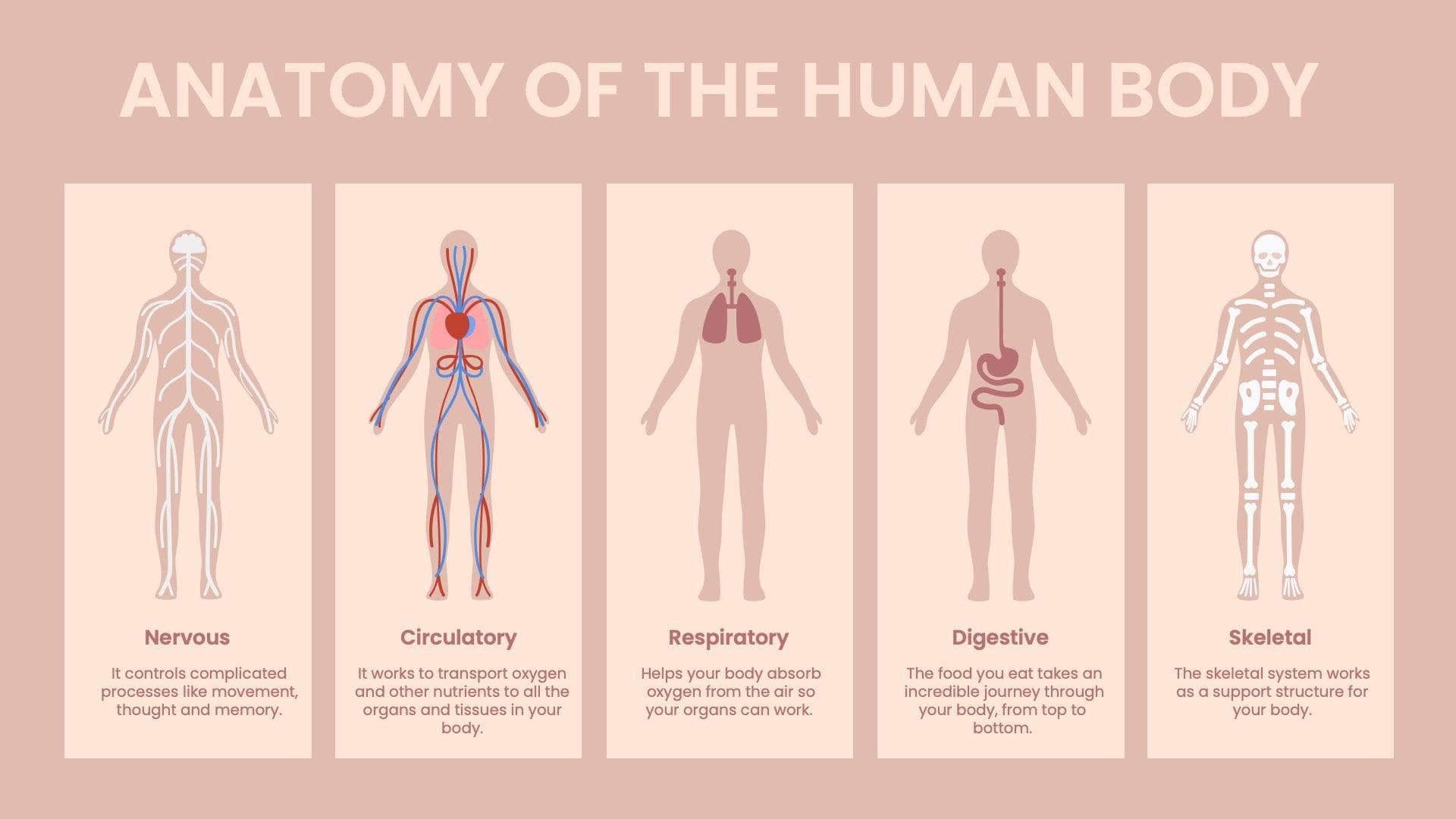 Anatomy of the Human Body Infographic Template | Infografolio