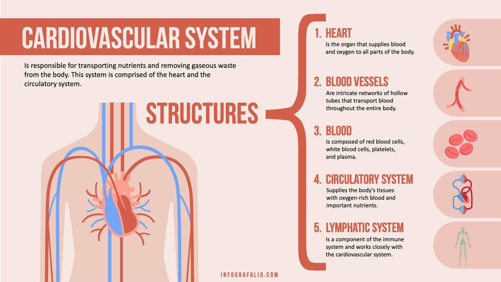 Cardiovascular System Anatomy Infographic Template – Infografolio