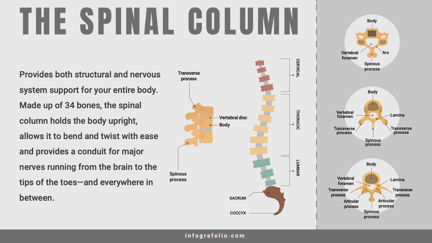 The Spinal Column Anatomy Infographic Template – Infografolio