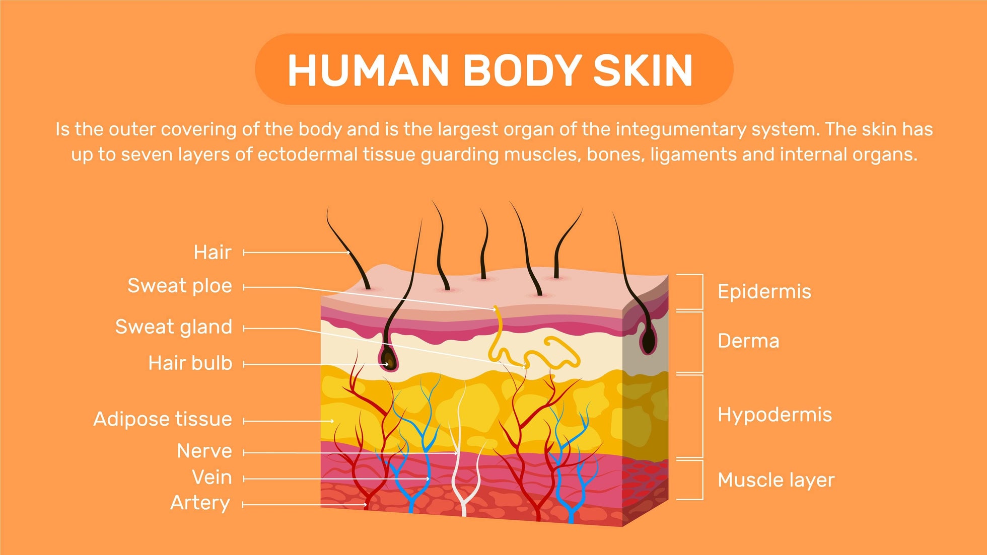 Human Body Skin Anatomy Infographic Template | Infografolio