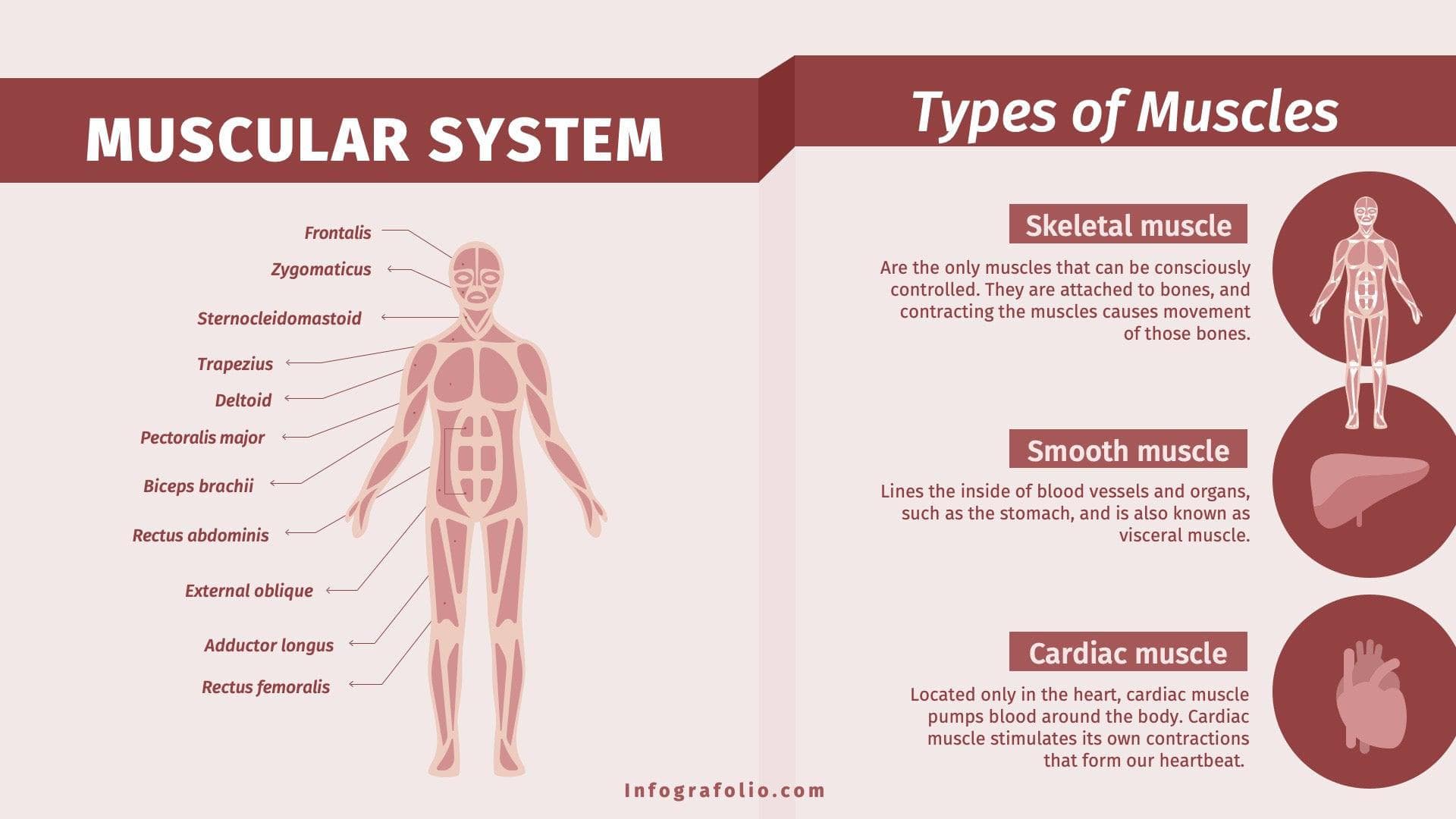 Muscular System Anatomy Infographic Template | Infografolio