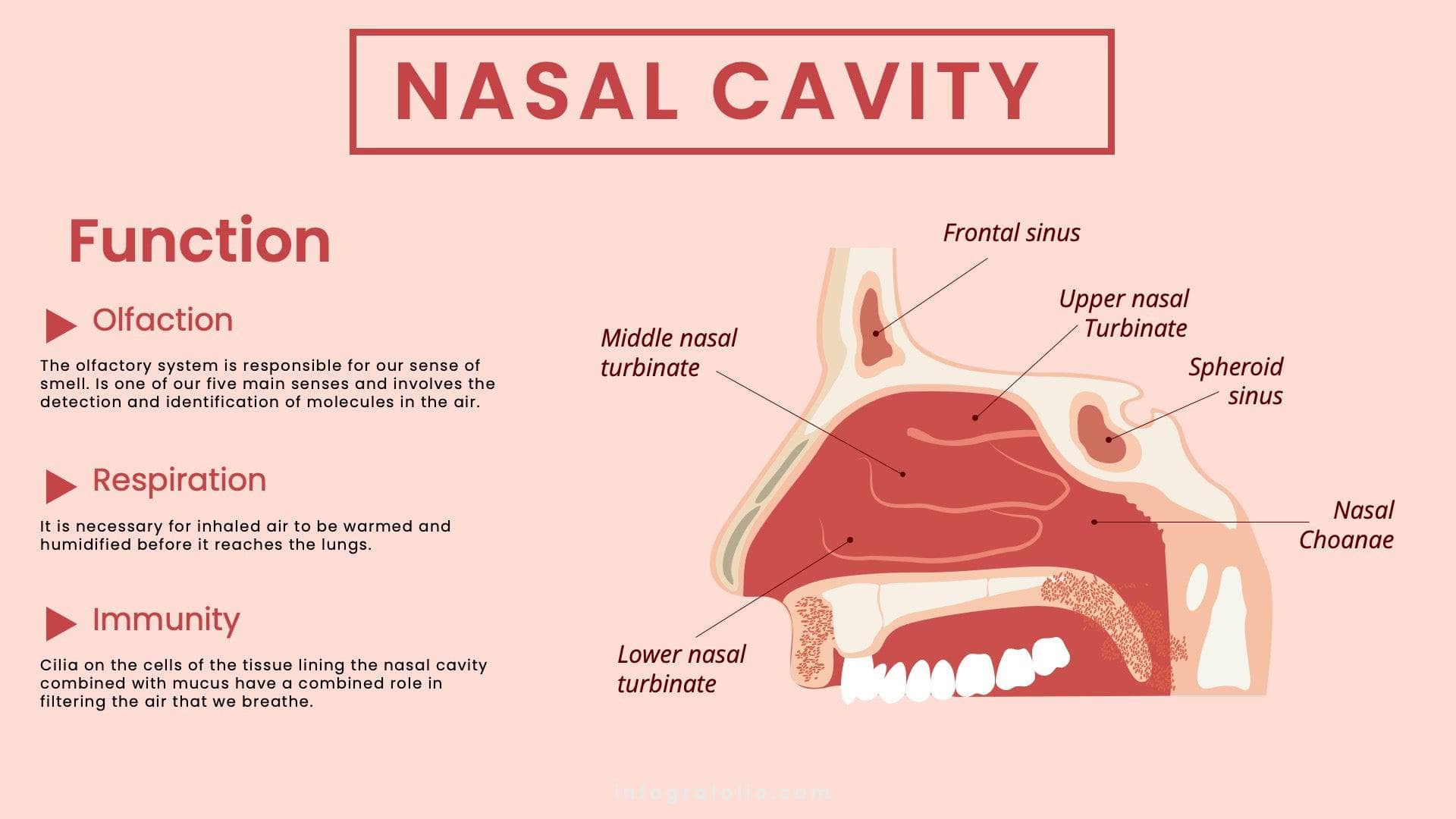 Nasal Cavity Anatomy Infographic Template | Infografolio