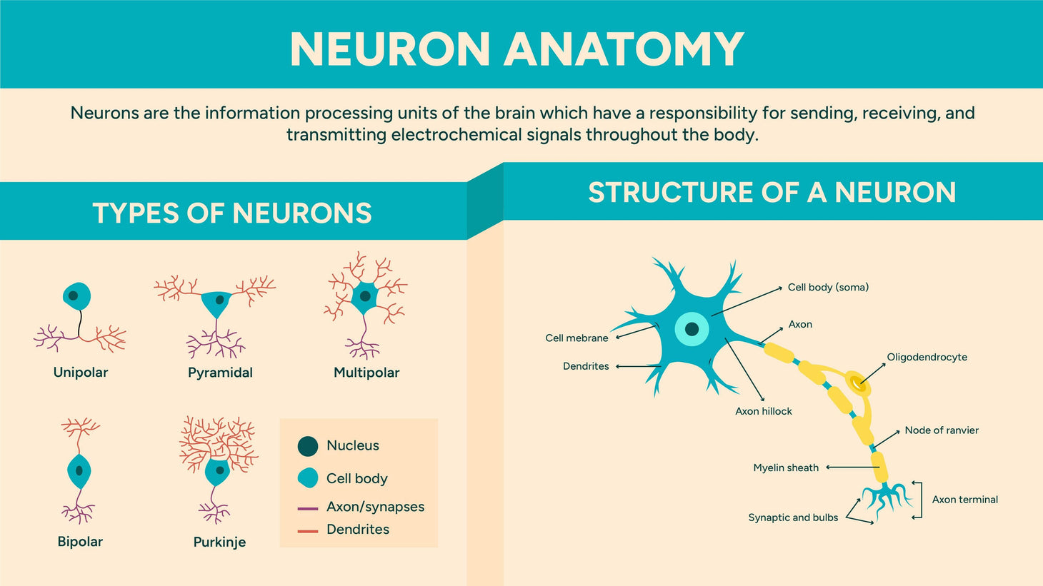 Neuron Anatomy Infographic Template – Infografolio