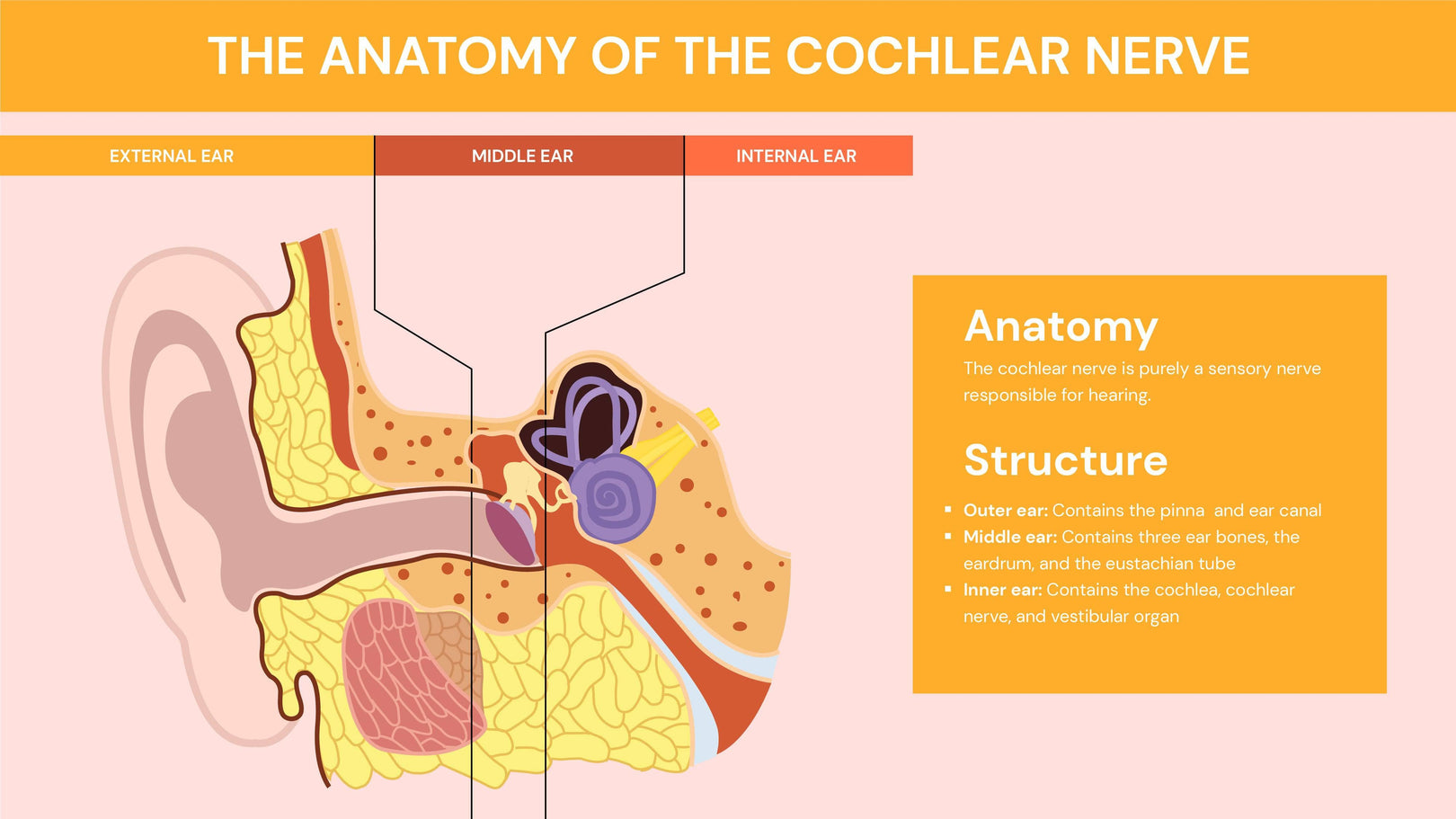 The Anatomy of the Cochlear Nerve Infographic Template – Infografolio