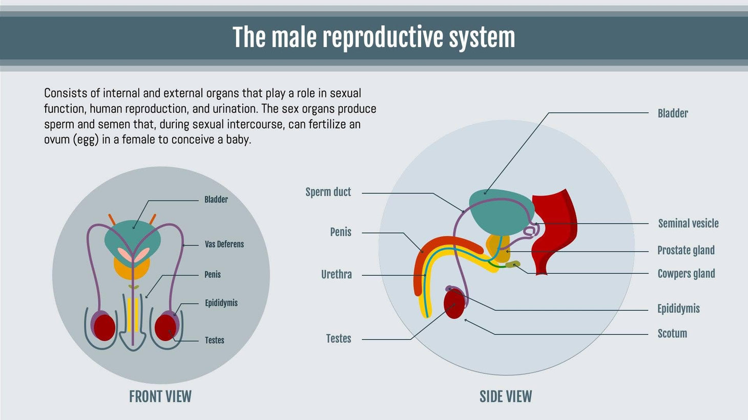 The Male Reproductive System Anatomy Infographic Template – Infografolio