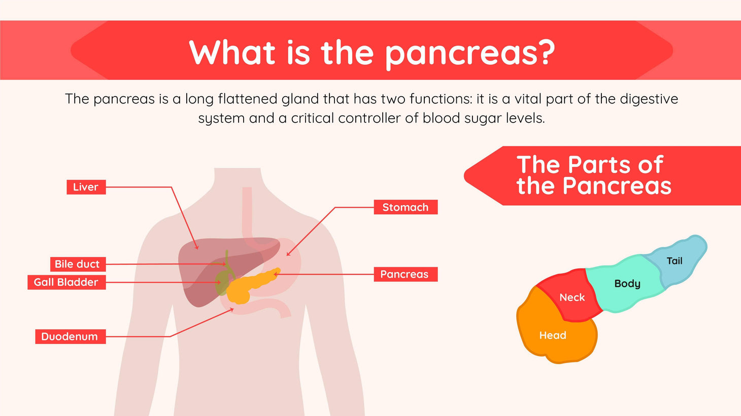 What is the Pancreas Anatomy Infographic Template – Infografolio