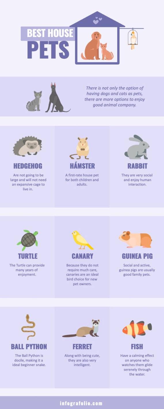 Light Violet Best House Pets Infographic Template | Infografolio