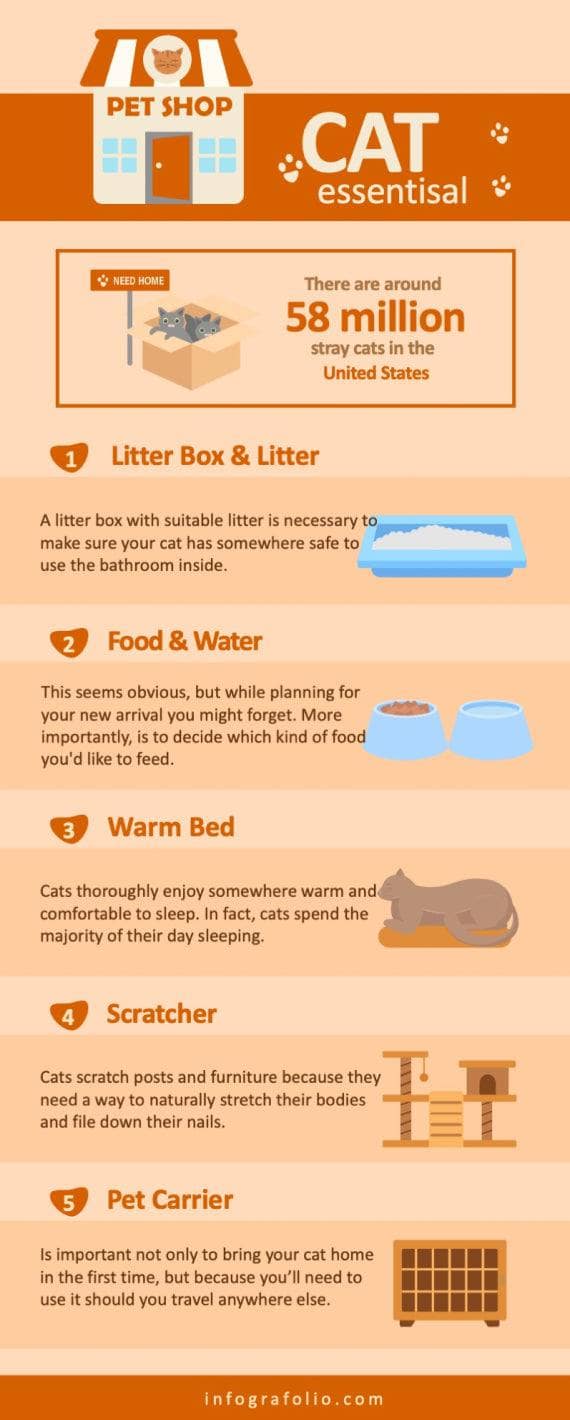 Orange Cat Essentials Pets Infographic Template | Infografolio