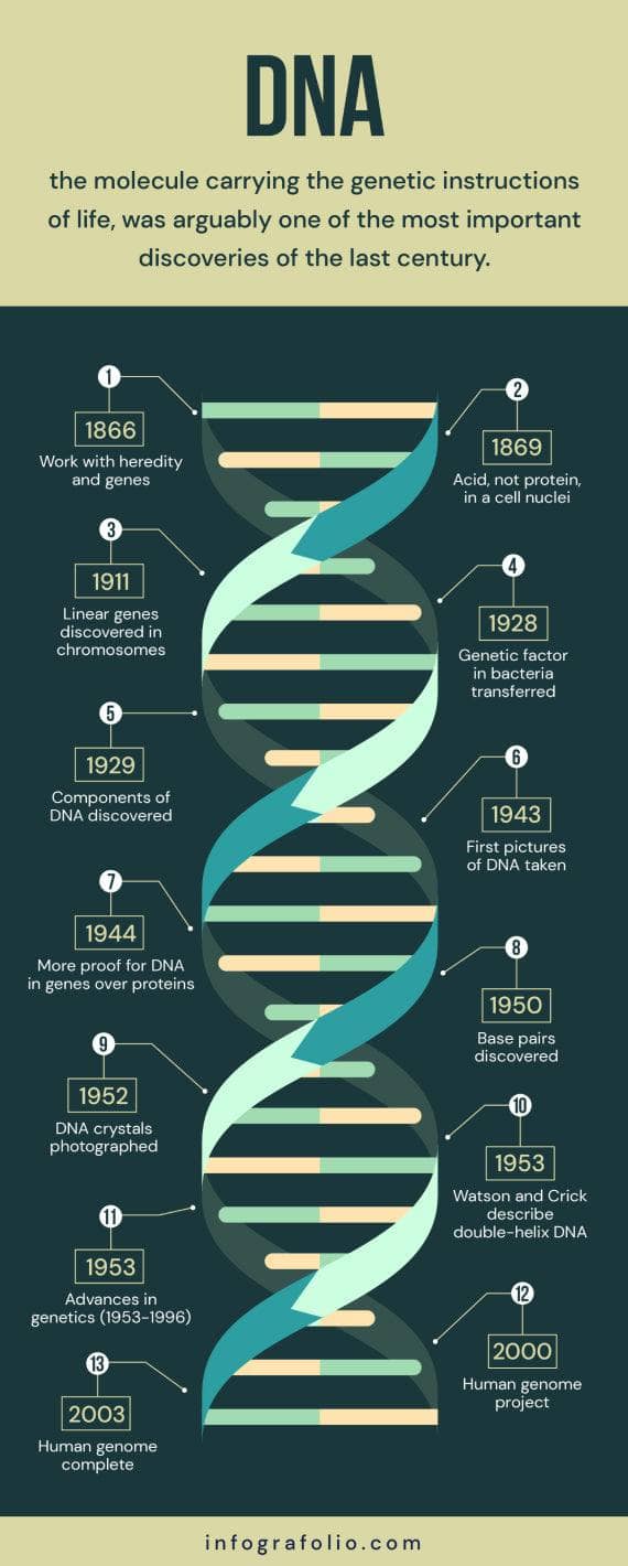 Yellow and Green Dna Roadmap Infographic Template | Infografolio