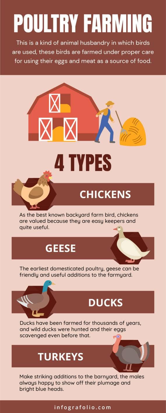 Poultry Farming Agriculture and Farm Infographic Template | Infografolio