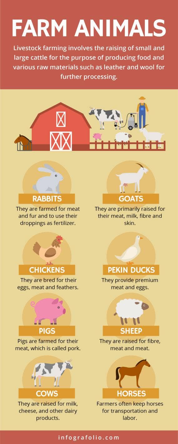 Orange and Red Farm Animals Agriculture Infographic Template – Infografolio