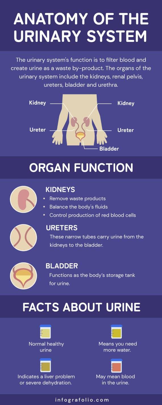 Anatomy of the Urinary System Infographic Template | Infografolio