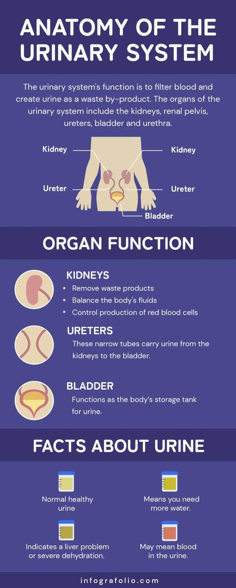 Anatomy of the Urinary System Infographic Template – Infografolio
