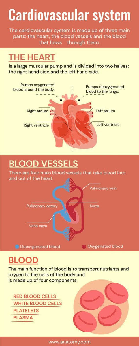 Cardiovascular System Anatomy Infographic Template – Infografolio