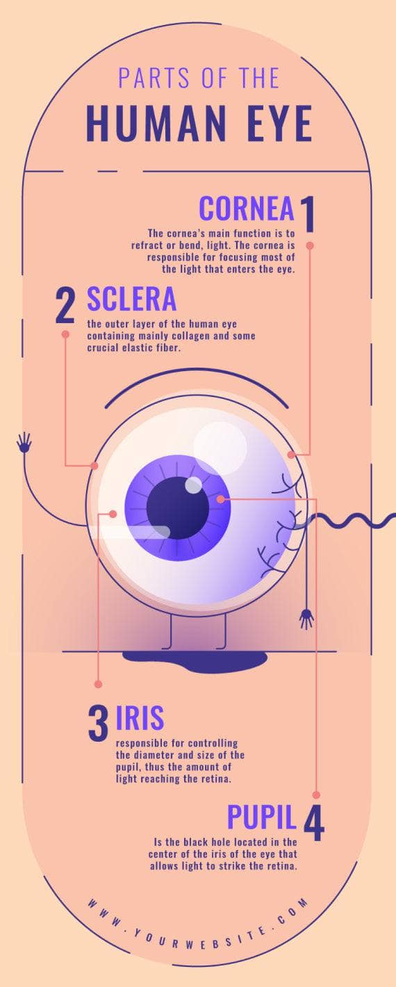 Parts of the Human Eye Anatomy Infographic Template | Infografolio