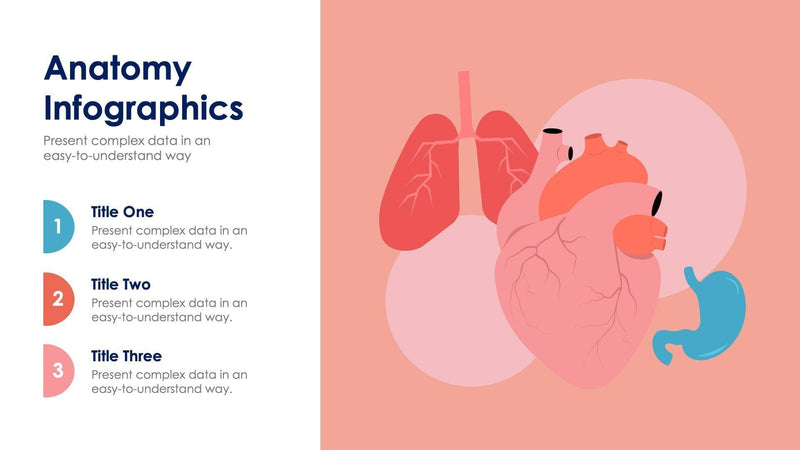 Anatomy Slides – Infografolio