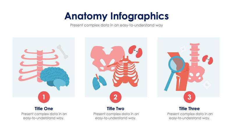 Anatomy Slides – Infografolio