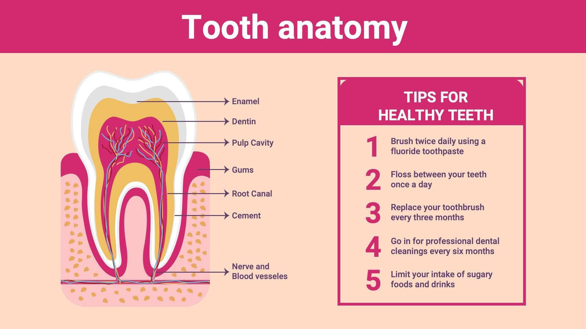 Tooth Anatomy Infographic Template – Infografolio