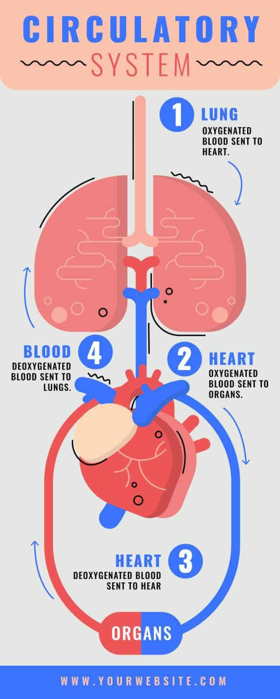 Circulatory System Health Infographic Template | Infografolio