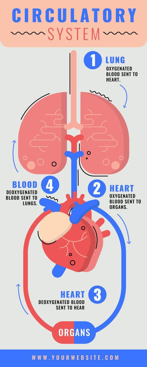 Circulatory Diagram For Kids