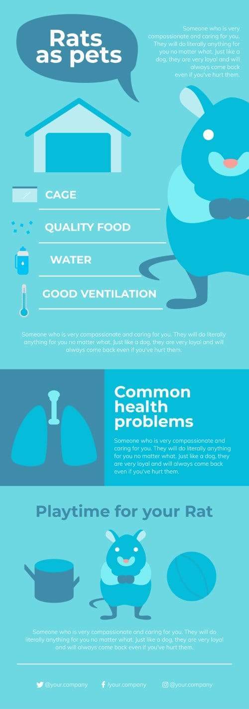 Rats As Pets Infographic Template | Infografolio