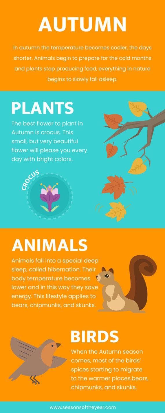 Summer Season Tips Infographic Template – Infografolio
